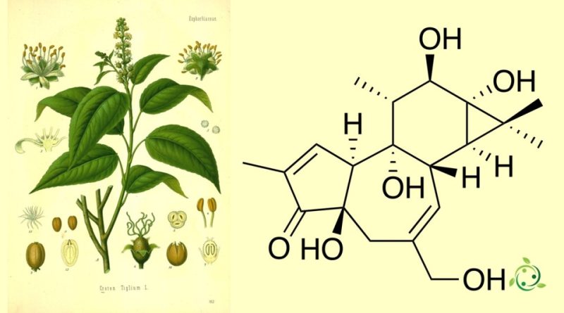 Forbol: fórmula química, propiedades. extracción, síntesis...