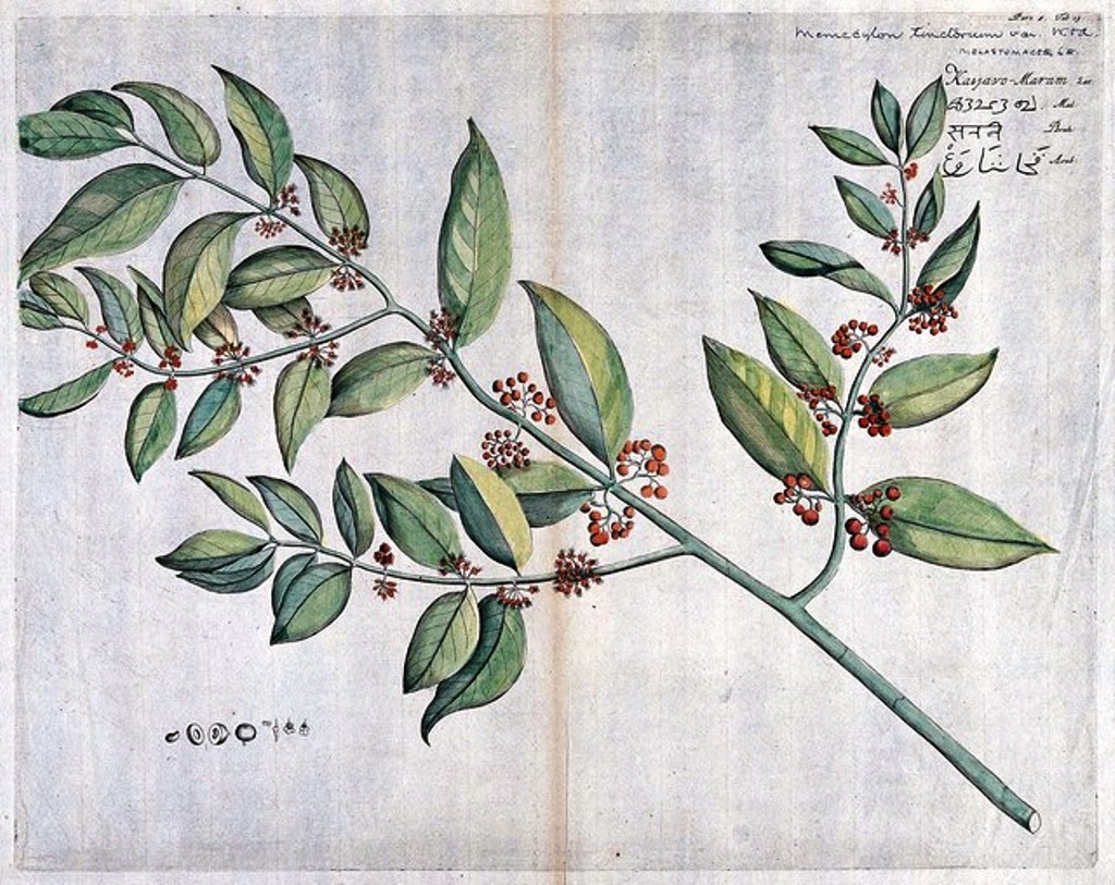 Memecylon umbellatum: Systematics, Habitat, Cultivation ...