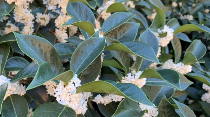Osmanthus fragrans: Sistemática, Etimología, Hábitat, Cultivo