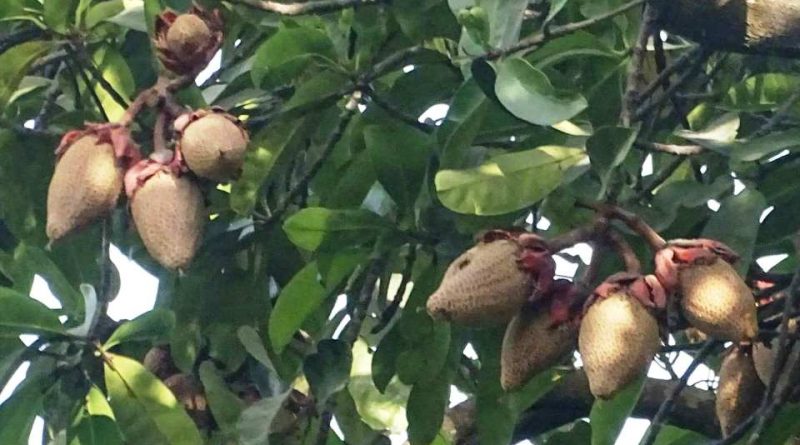 black mango tree Archivi - An Eco-sustainable World