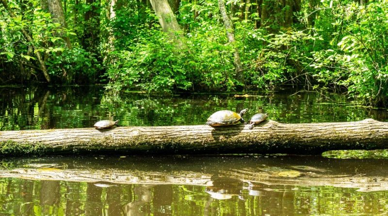 Los tipos de humedales Archivi - Un mundo ecosostenible