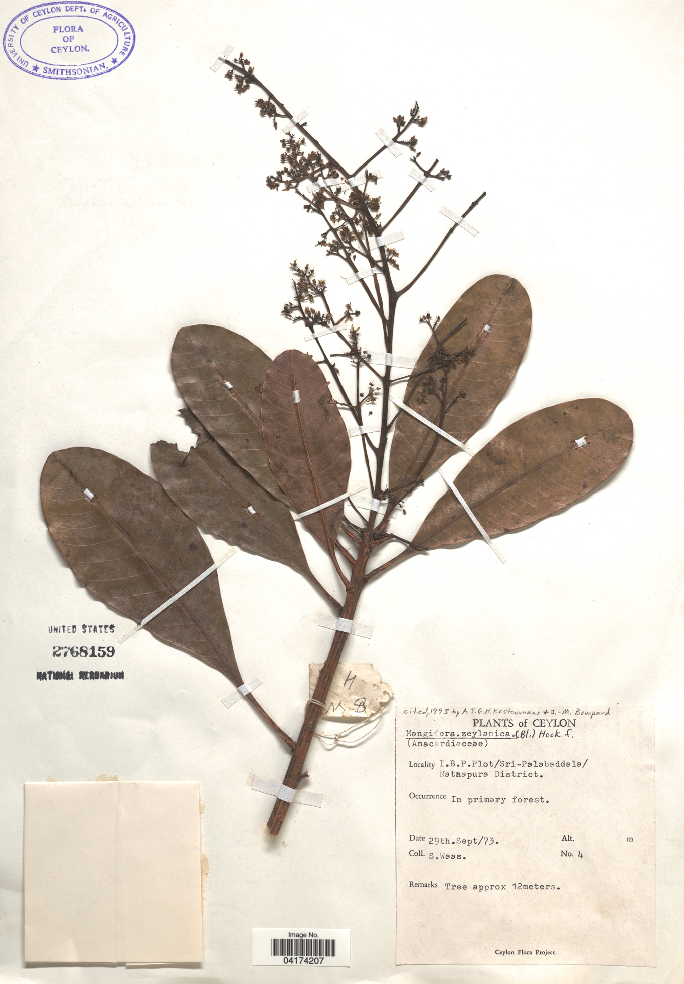 Mangifera zeylanica: Systematics, Etymology, Habitat, Cultivation