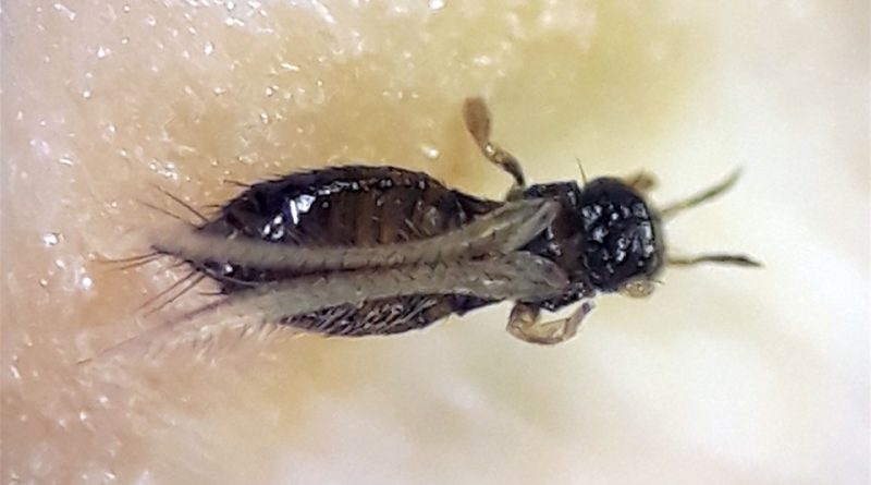 Thrips tabaci: Systematics, Habitat, Biological cycle, Fight ...