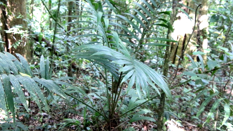 Chamaedorea tepejilote: Systematics, Habitat, Cultivation ...