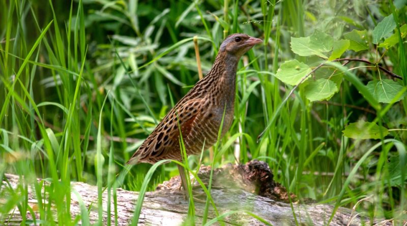 Dove nidifica il Crex crex Archivi - Un Mondo Ecosostenibile