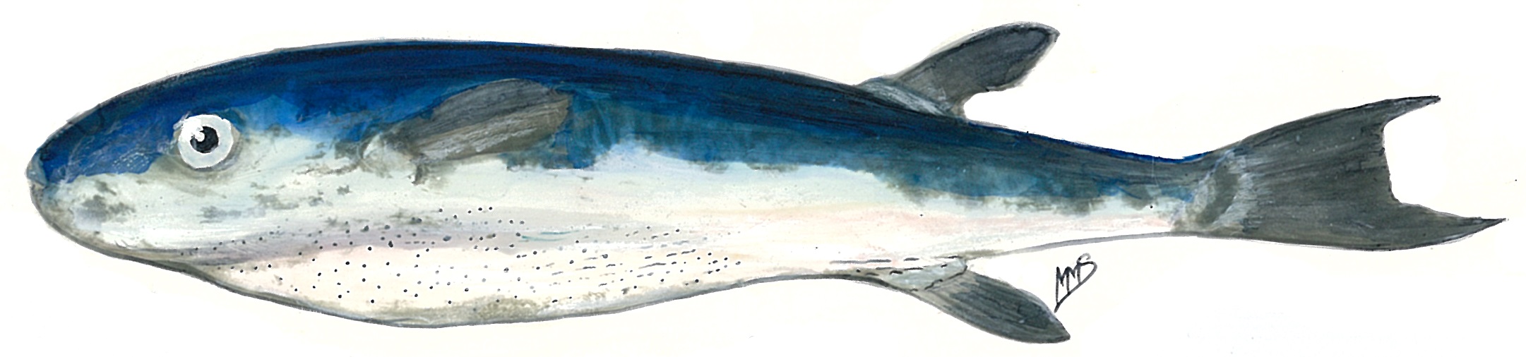 Lagocephalus lagocephalus: Systematics, Biology, Ecology ...