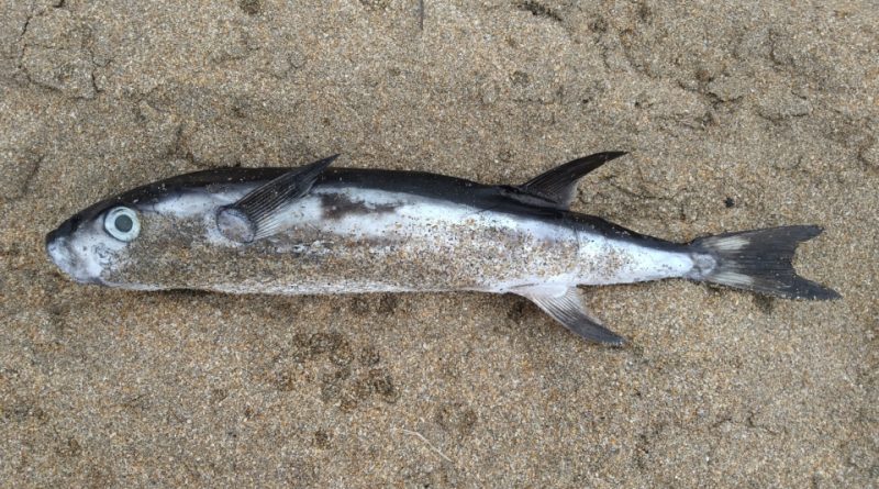 Lagocephalus lagocephalus: Systematics, Biology, Ecology ...