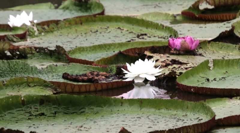 Victoria amazonica: systematics, etymology, habitat, cultivation