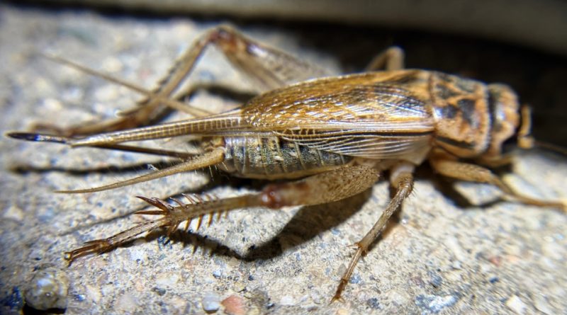 Acheta domesticus: Sistematica, Habitat, Ciclo biologico, Lotta ...
