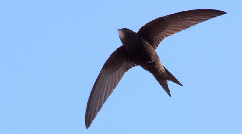 Apus apus: Sistematica, Habitat, Biologia, Ruolo Ecologico ...