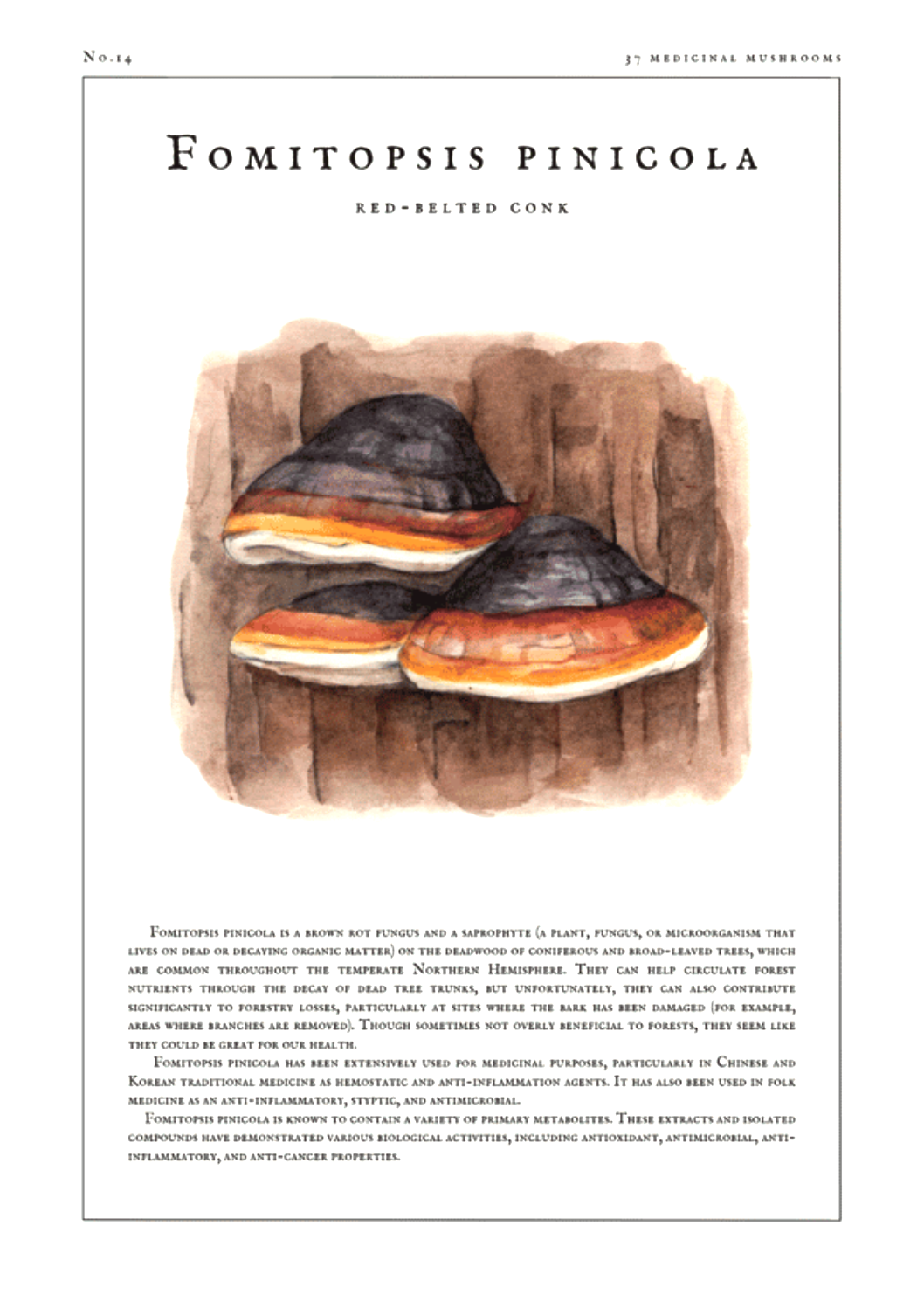 Fomitopsis pinicola: Systematics, Etymology, Recognition ...