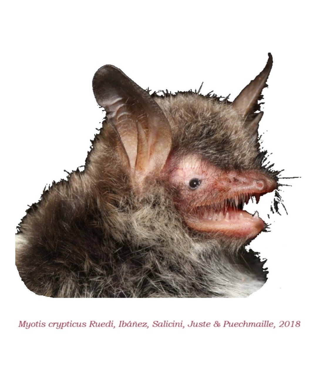 Myotis crypticus: Systematics, Habitat, Biology, Ecological Role ...