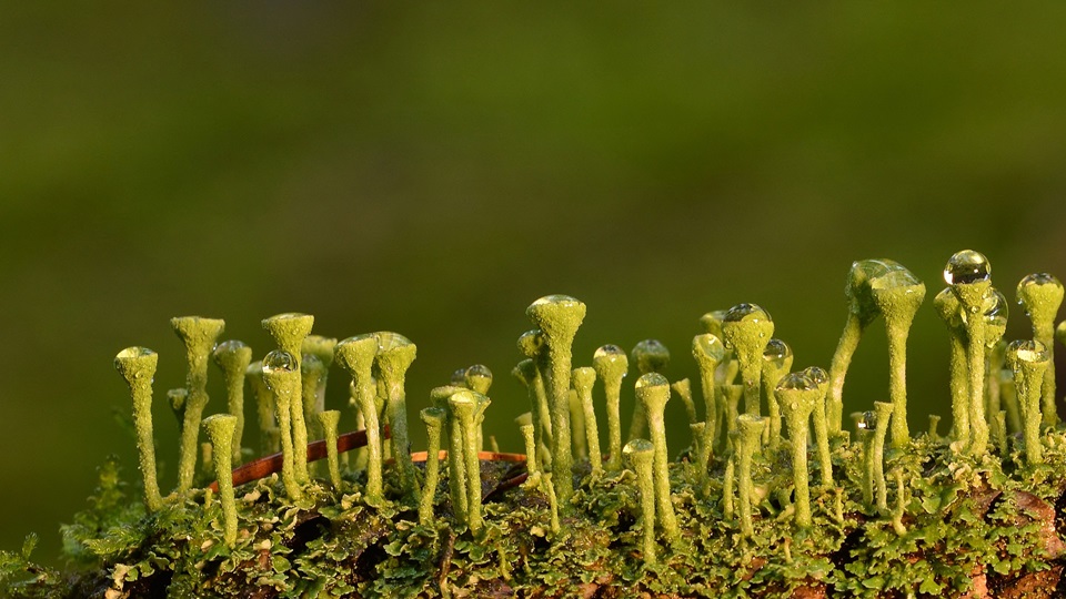 Ecological role of lichens: functions, biology, habits ...