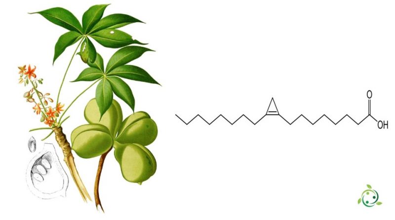 Sterculic acid: chemical formula, presence in nature, properties ...