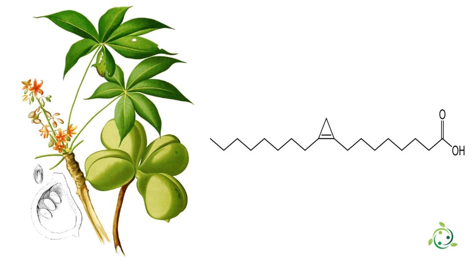 Sterculic acid: chemical formula, presence in nature, properties ...