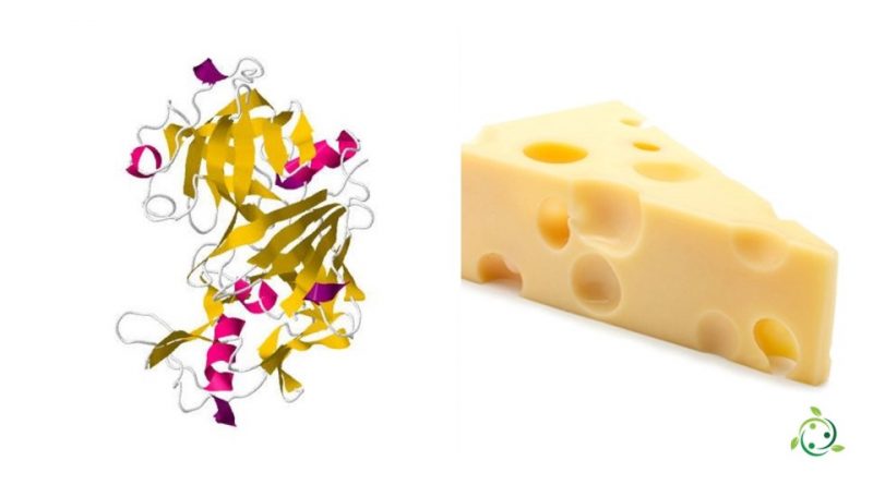 Chymosin: characteristics, properties, synthesis, uses ...