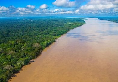 Pomo: definición botánica, morfología, génesis y características