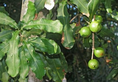 Pomo: definición botánica, morfología, génesis y características