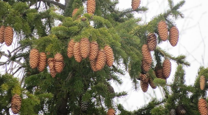 Cultivation of Picea obovata Archivi - An Eco-sustainable World