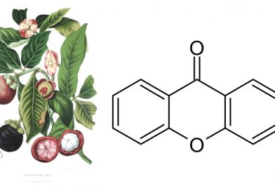 Pomo: definición botánica, morfología, génesis y características