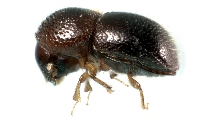 Biological cycle of Xylosandrus compactus Archivi - An Eco-sustainable ...