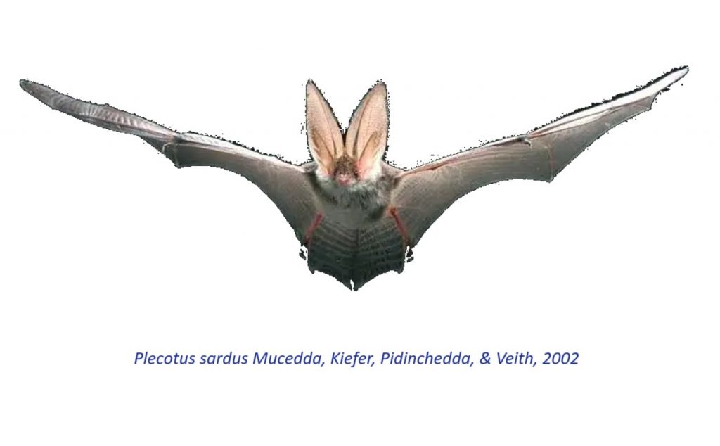 Plecotus sardus: Systematics, Habitat, Biology, Ecological Role ...