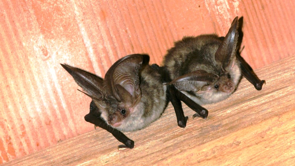 Plecotus sardus: Systematics, Habitat, Biology, Ecological Role ...