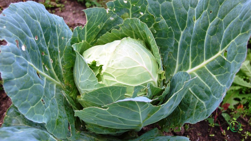How to intercrop cabbage: plants, benefits, specific actions ...