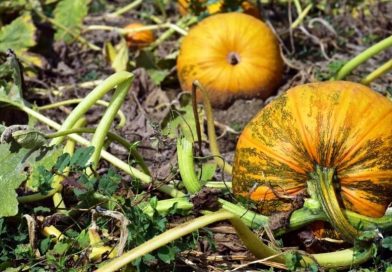Pomo: definición botánica, morfología, génesis y características