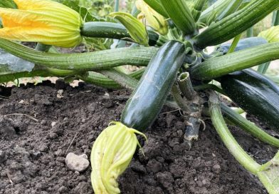 Pomo: definición botánica, morfología, génesis y características