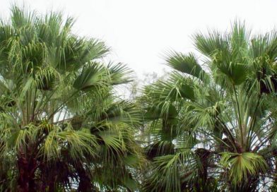 Pomo: definición botánica, morfología, génesis y características