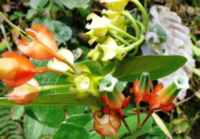 Pomo: definición botánica, morfología, génesis y características