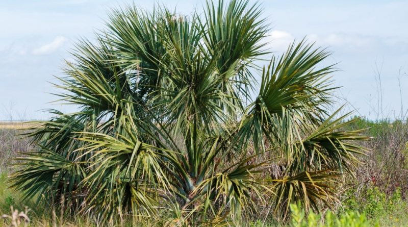 Sabal mexicana: Sistemática, Etimología, Hábitat, Cultivo...