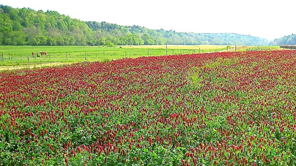 Cover crops: definition, what they are, what they are for, techniques