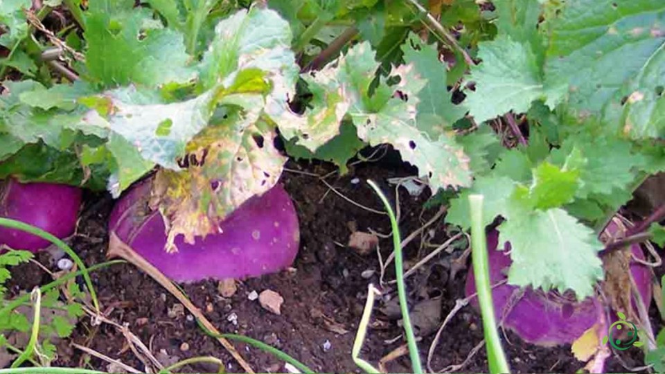 Come consociare la rapa: piante, benefici, azioni specifiche ...