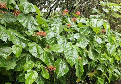 Alogamia: definición, significado, mecanismo, distinciones.