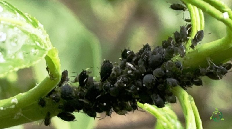 Agroecological prevention of aphids: techniques, precautions ...