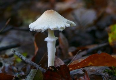 Cariosside: definizione, significato, composizione, morfologia ...