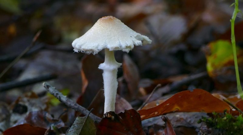 Lepiota clypeolaria: Sistematica, Etimologia, Riconoscimento ...