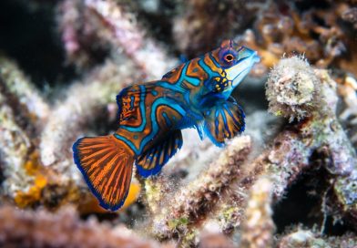 Alogamia: definición, significado, mecanismo, distinciones.