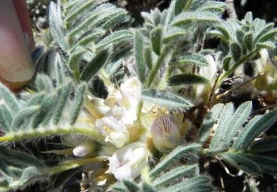 Pomo: definición botánica, morfología, génesis y características