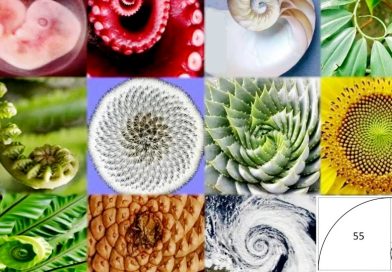 Cariosside: definizione, significato, composizione, morfologia ...