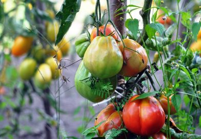 Pomo: definición botánica, morfología, génesis y características