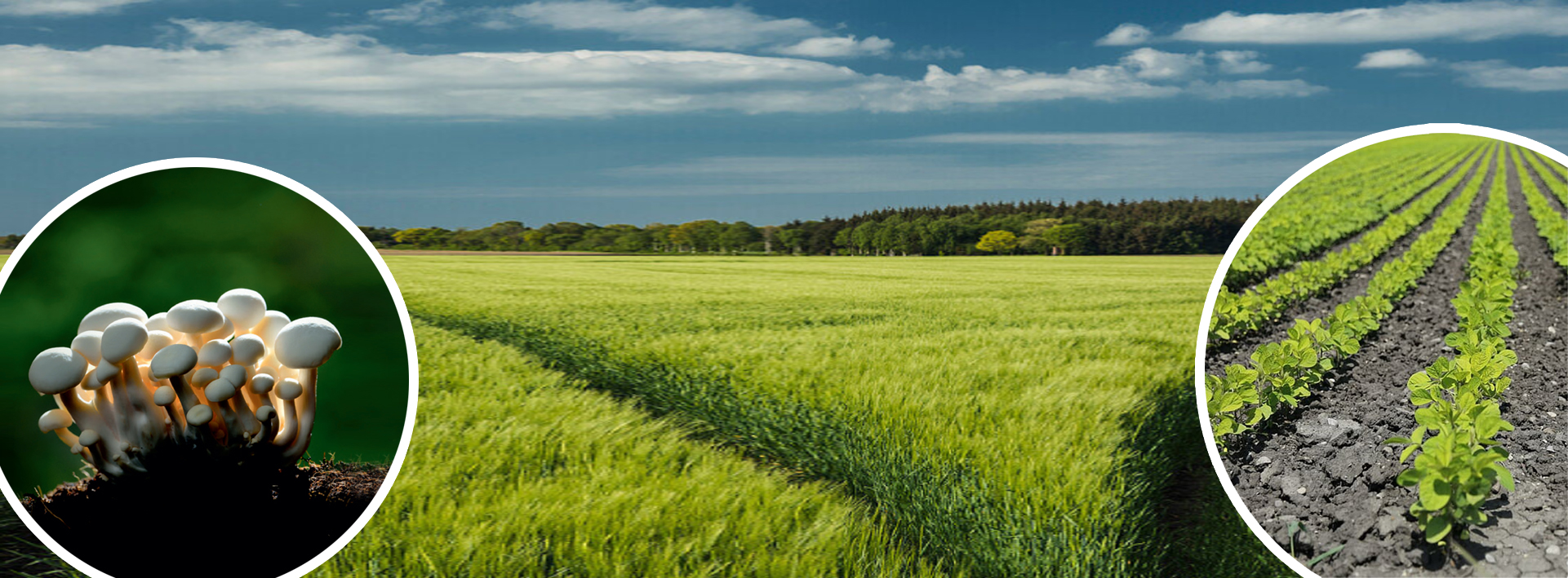 Advanced Substrate Technologies – Recycle Waste · Reuse Bio Substrate ...