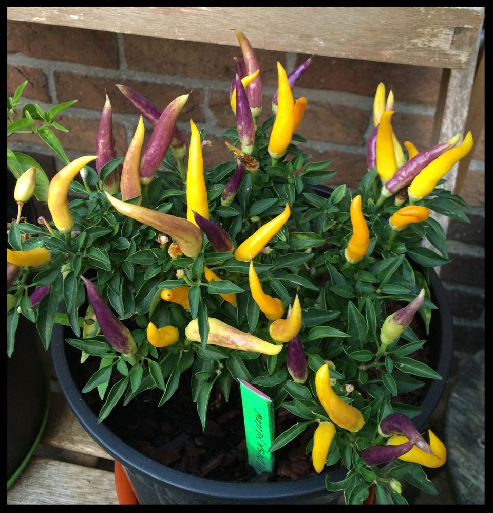 Medusa Yellow - Badskin's Garden