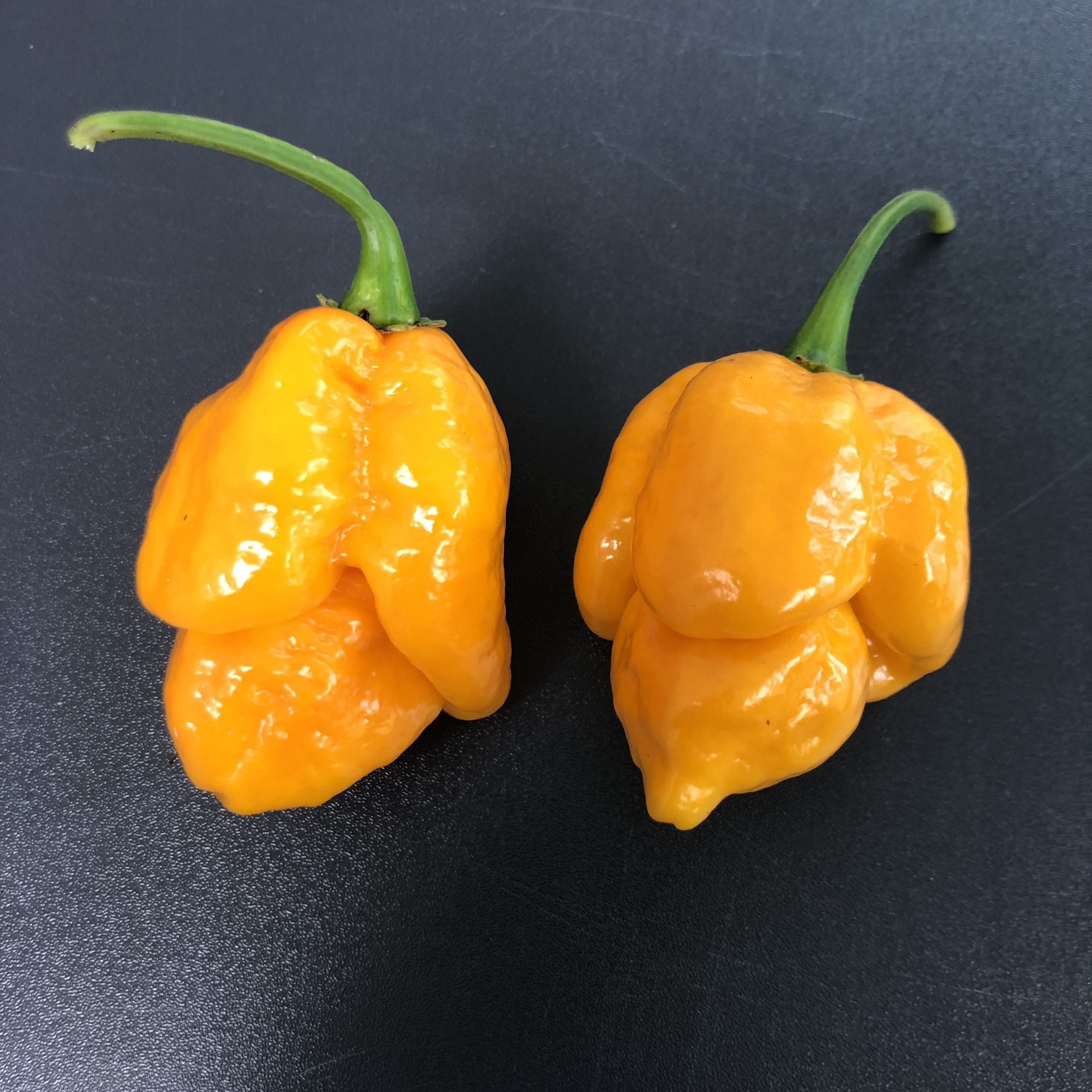 Trinidad Scorpion Moruga Yellow - Badskin's Garden