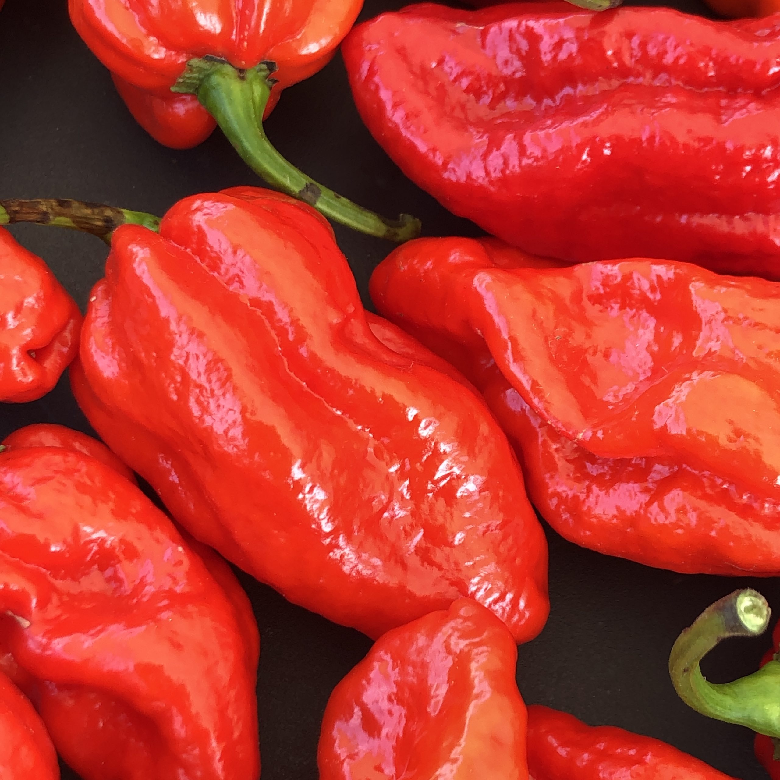 Trinidad Scorpion Moruga Blend - Badskin's Garden