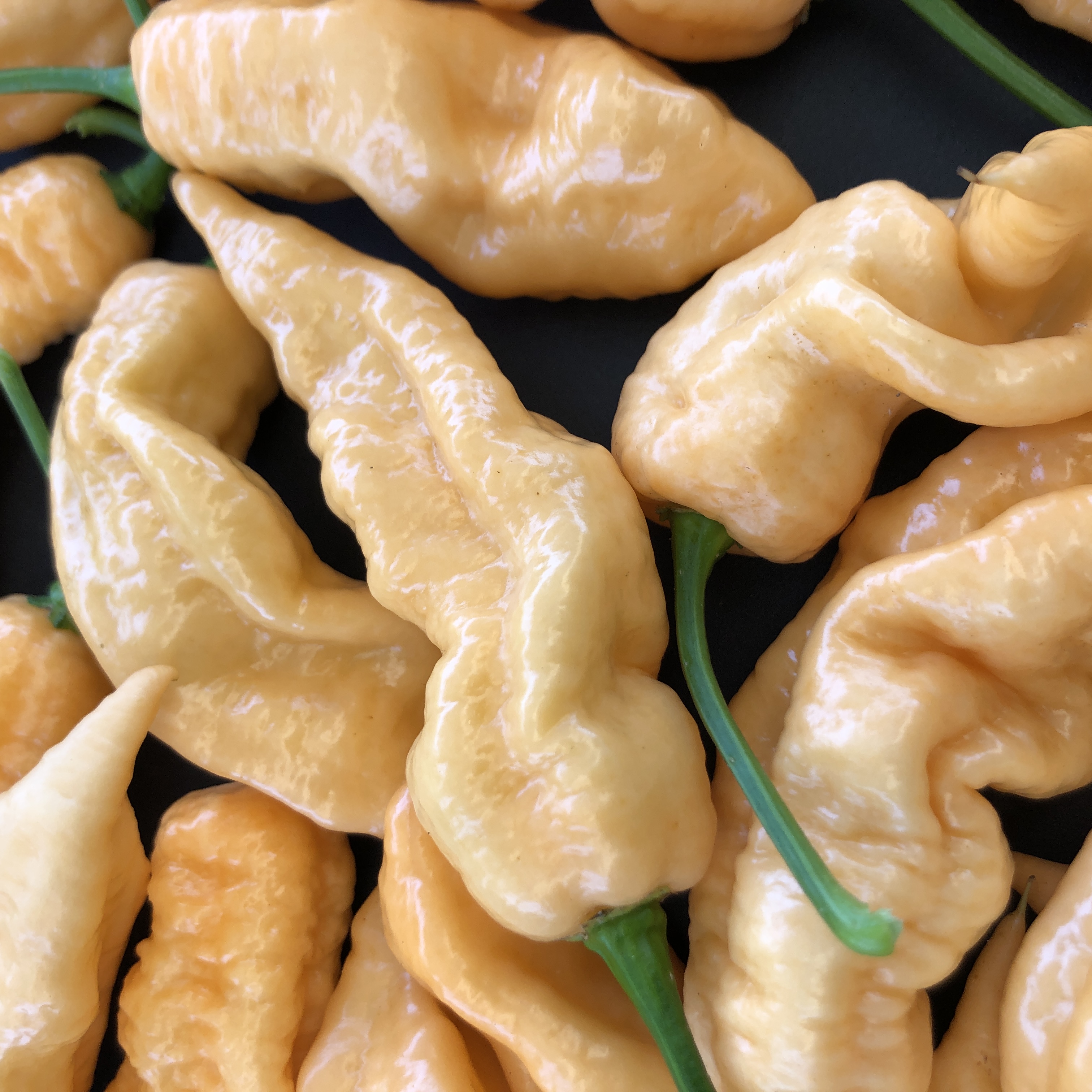 California Reaper - Badskin's Garden