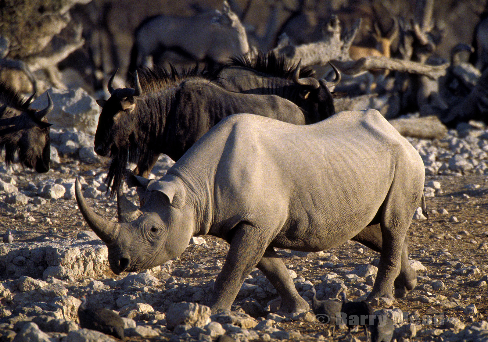 Namibia Animals – Barry Mead Photography
