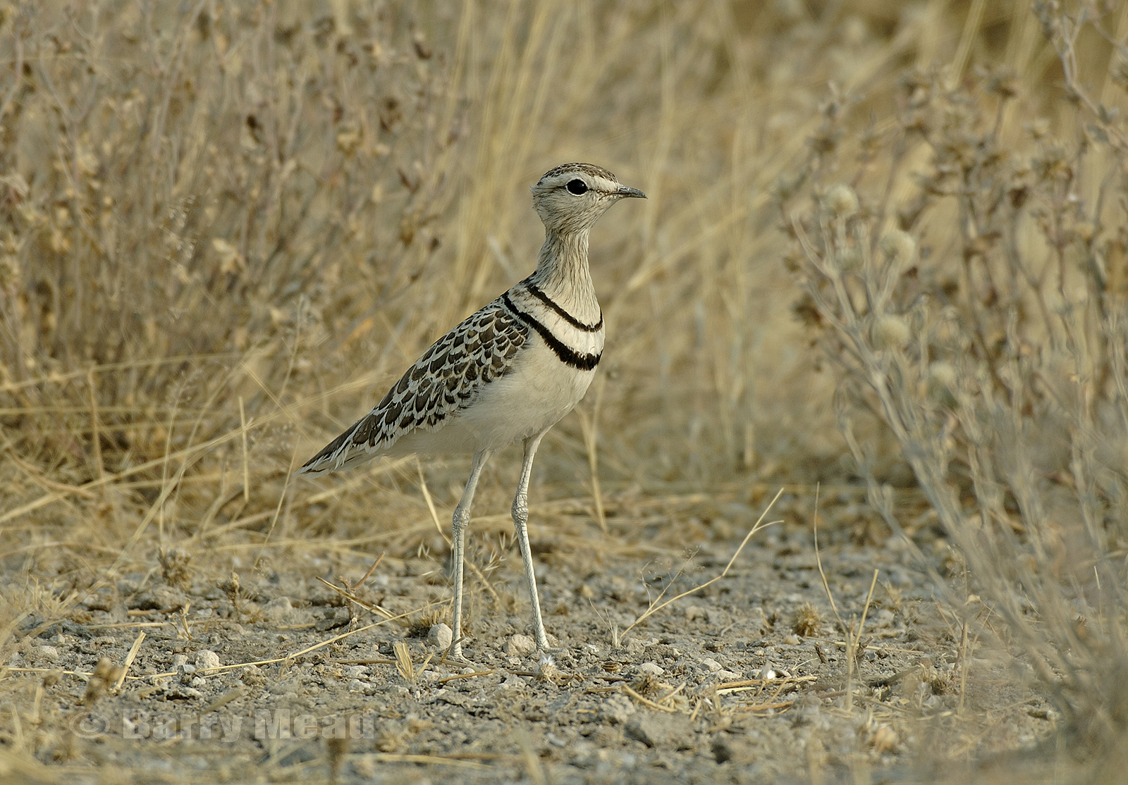 Namibia Birds – Barry Mead Photography